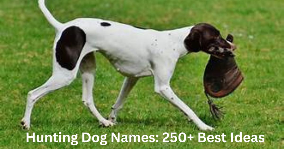 Hunting Dog Names: 250+ Best Ideas for Male, Female & Unique Hunting ...